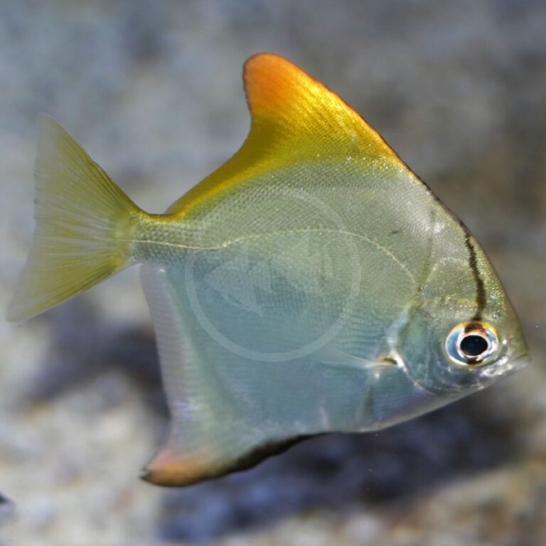 MISC - SW MONO ARGENTUS Monodactylus argenteus - Aquatics Unlimited