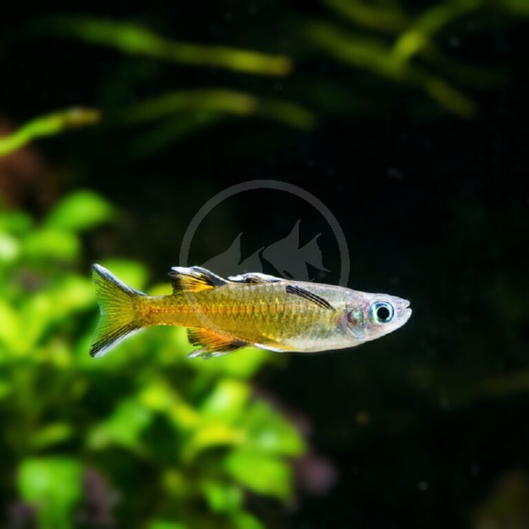 RAINBOW - SIGNIFER / PACIFIC BLUE EYE Pseudomugil signifer - Aquatics ...