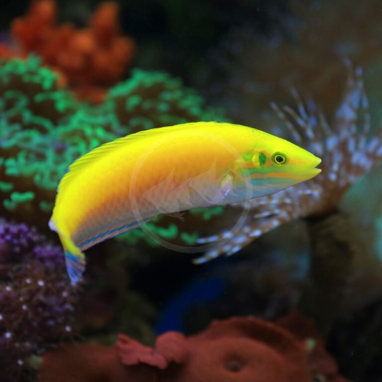 WRASSE - BANANA Thalassoma lutescens - Aquatics Unlimited