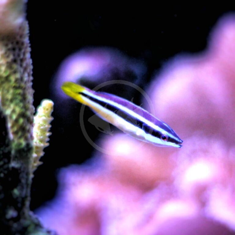WRASSE - CLEANER YELLOWTAIL Diproctacanthus xanthurus - Aquatics Unlimited