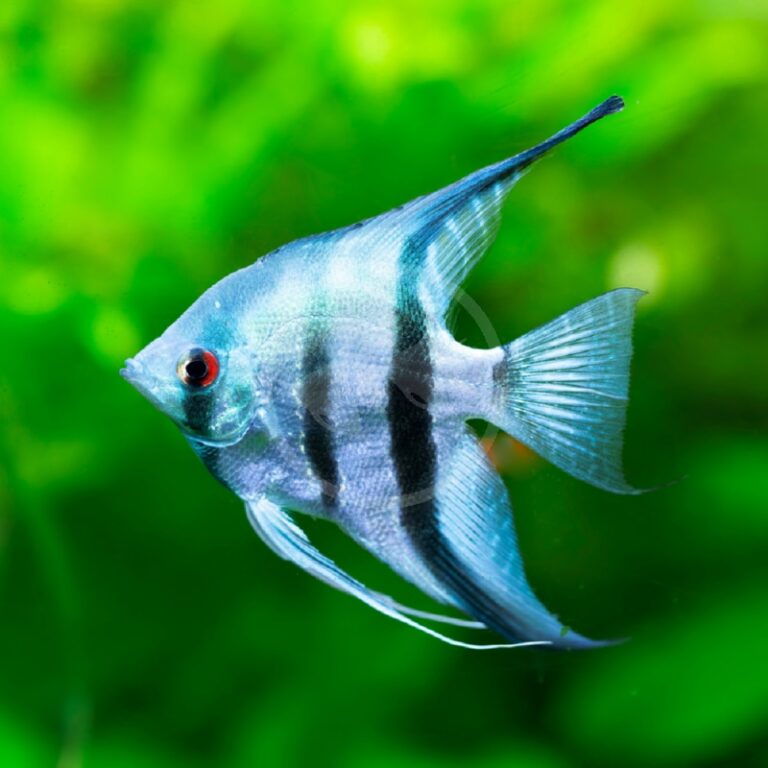 ANGELFISH - FW PHILIPPINE BLUE Pterophyllum scalare - Aquatics Unlimited