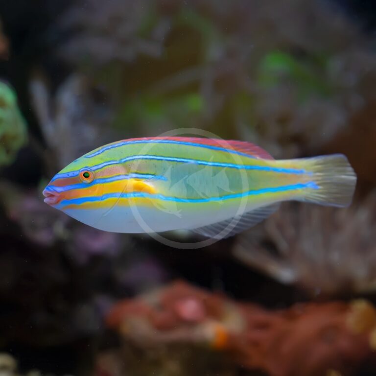 PARROT - PRINCESS Scarus taeniopterus - Aquatics Unlimited