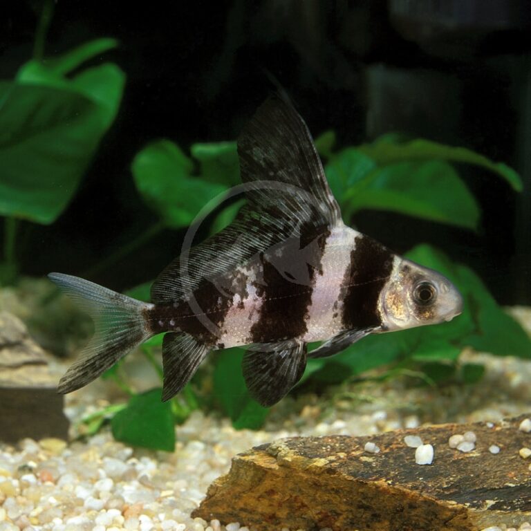 SHARK - CHINESE HIFIN BANDED Myxocyprinus asiaticus - Aquatics Unlimited