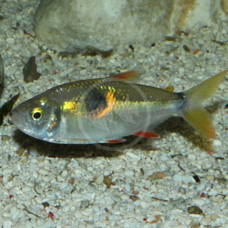 TETRA - BUCKTOOTH / EXODON Exodon paradoxus - Aquatics Unlimited