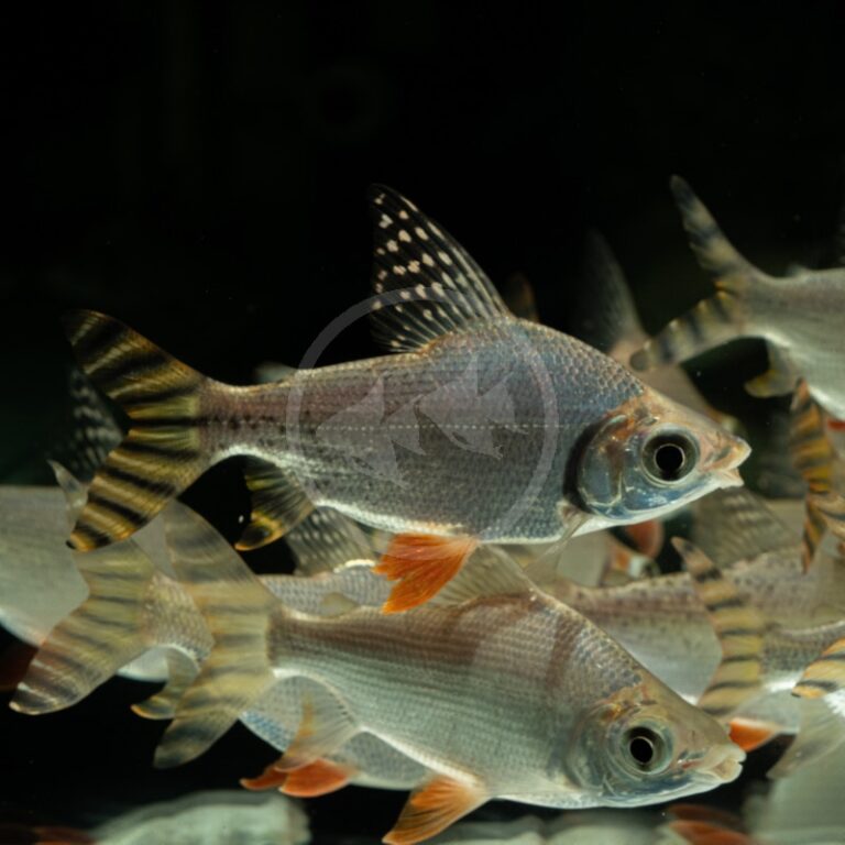 TETRA - FLAGTAIL PROCHILODUS Semaprochilodus taeniurus - Aquatics Unlimited