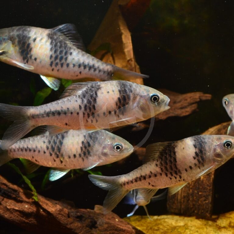 BARB - SPANNER / T Barbodes lateristriga - Aquatics Unlimited