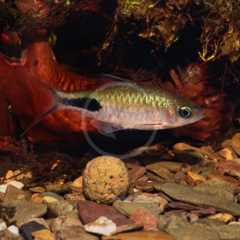 BARB - TEAR DROP / ROHAN Dawkinsia rohani - Aquatics Unlimited