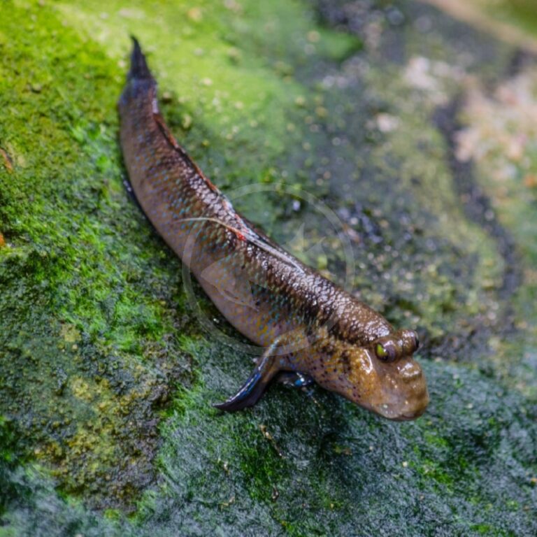 BRACKISH - MUDSKIPPER AFRICAN / ATLANTIC Periophthalmus barbarus ...