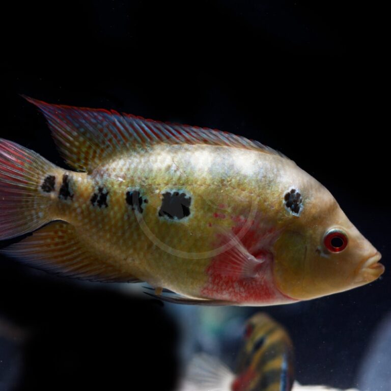 CICHLID - TRIMAC THREE SPOT Cichlasoma trimaculatum - Aquatics Unlimited