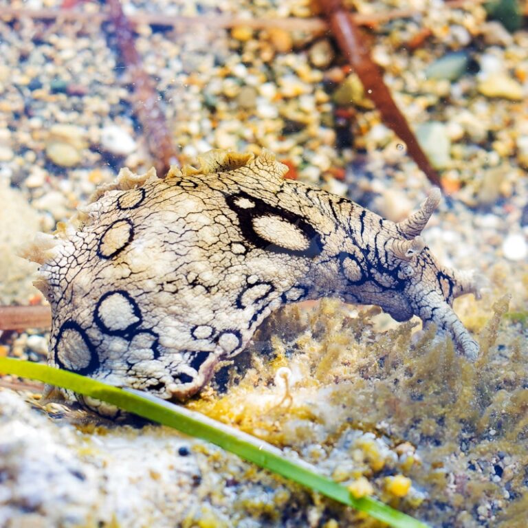 NUDIBRANCH - SPOTTED SEA HARE Aplysia dactylomela - Aquatics Unlimited