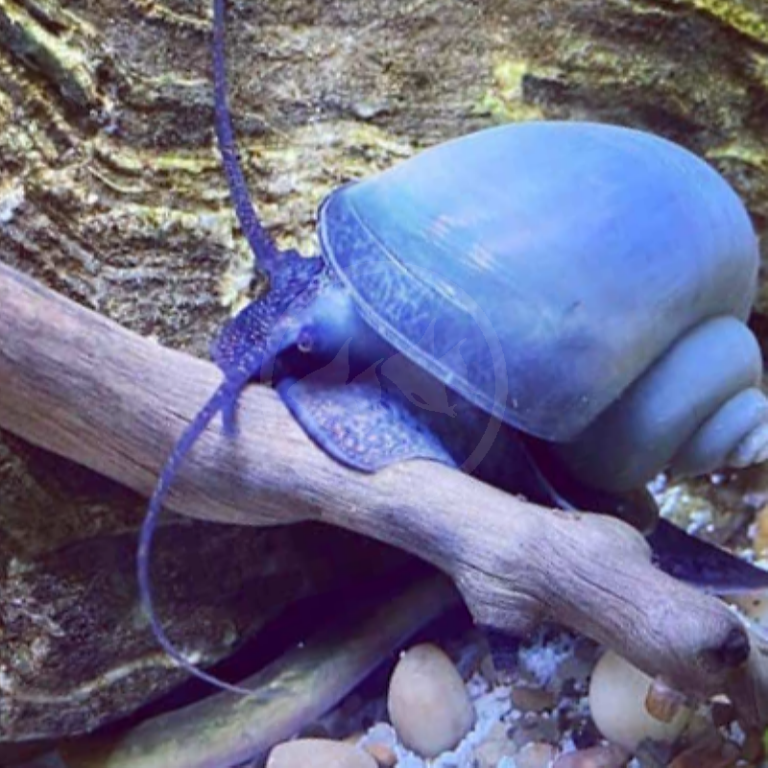 SNAIL - FW MYSTERY BLUE Pomacea bridgesii - Aquatics Unlimited