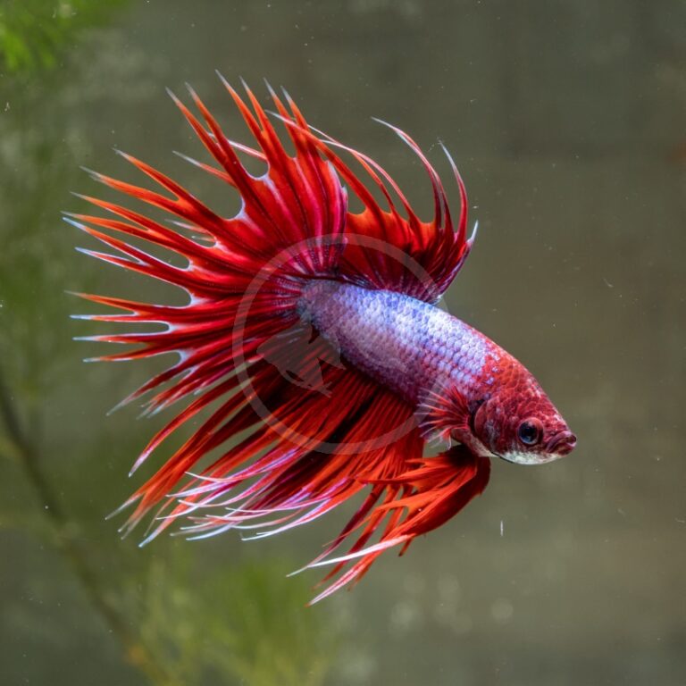 BETTA - MALE CROWN TAIL Betta splendens - Aquatics Unlimited