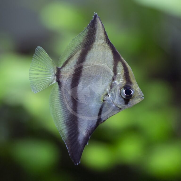 BRACKISH - MONO SEBAE Monodactylus sebae - Aquatics Unlimited