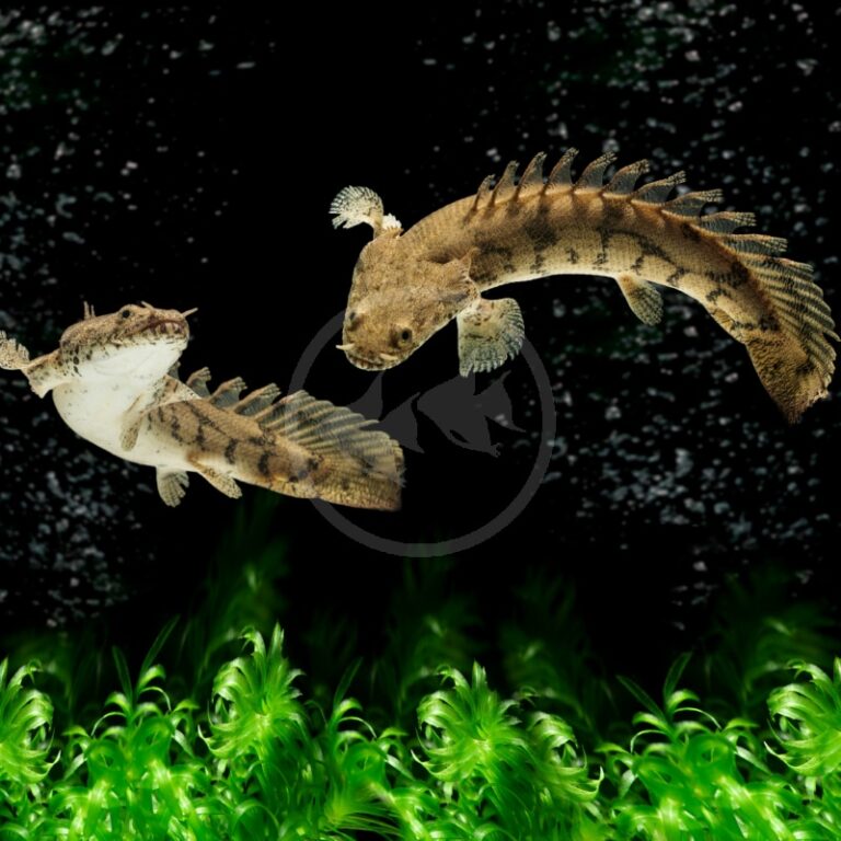 MISC - POLYPTERUS ENDLICHERI / SADDLED Polypterus endlicheri - Aquatics ...