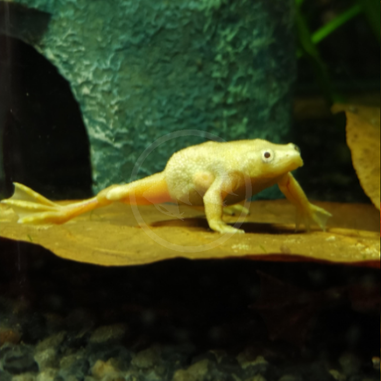 FROG - AFRICAN DWARF BLONDE / LEUCISTIC Hymenochirus boettgeri ...