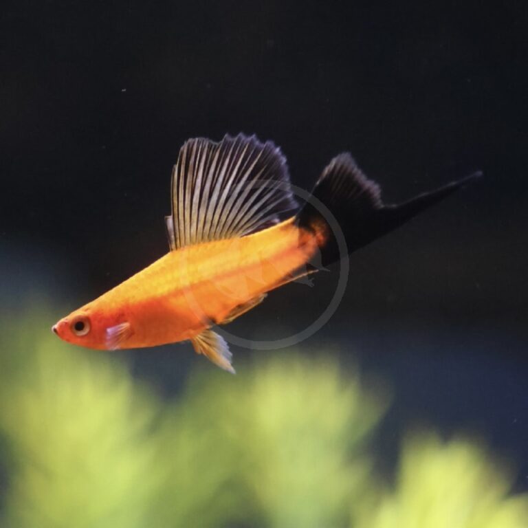 SWORDTAIL - HIFIN CAULIFLOWER RED WAG Xiphophorous hellerii - Aquatics ...