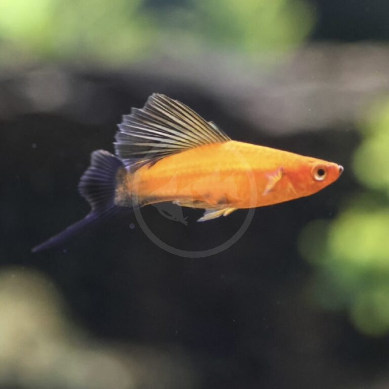SWORDTAIL - HIFIN CAULIFLOWER RED WAG Xiphophorous hellerii - Aquatics ...