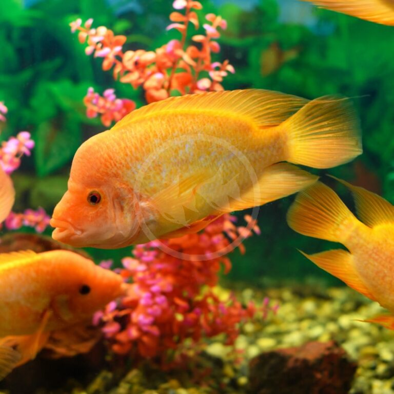 CICHLID - RED DEVIL Amphilophus labiatus - Aquatics Unlimited