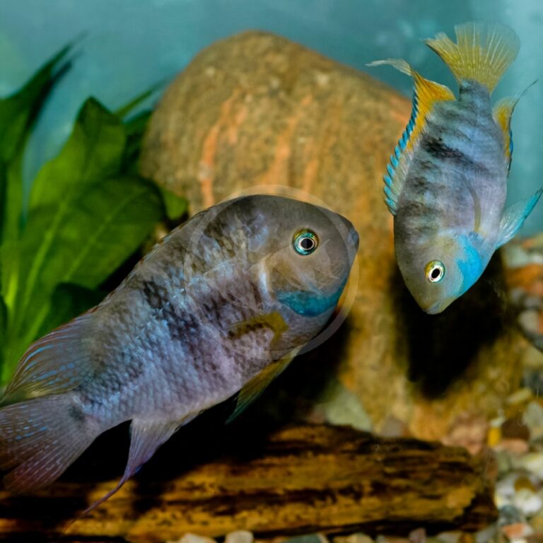 Freshwater Livestock - Page 13 of 30 - Aquatics Unlimited