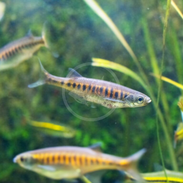 DANIO - CHELA ORANGE HATCHET Chela dadiburjori - Aquatics Unlimited