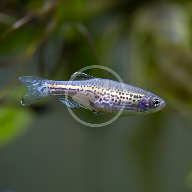 DANIO - LEOPARD Danio rerio "frankei" - Aquatics Unlimited