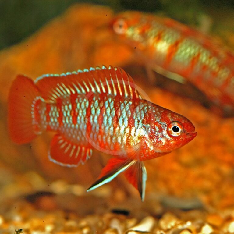 MISC - SCARLET BADIS Badis badis - Aquatics Unlimited