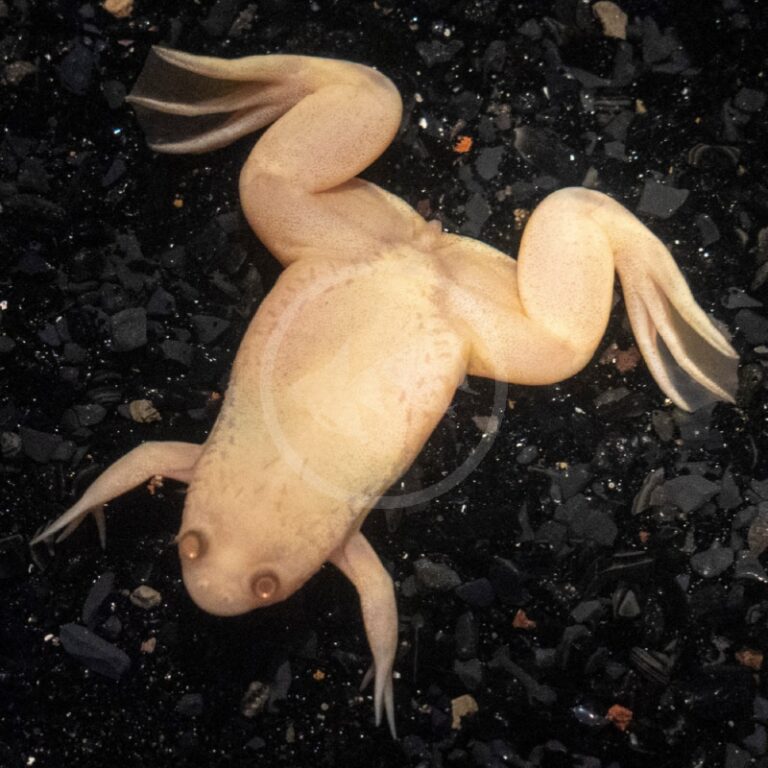 FROG - AFRICAN CLAWED ALBINO / GOLD Xenopus laevis - Aquatics Unlimited