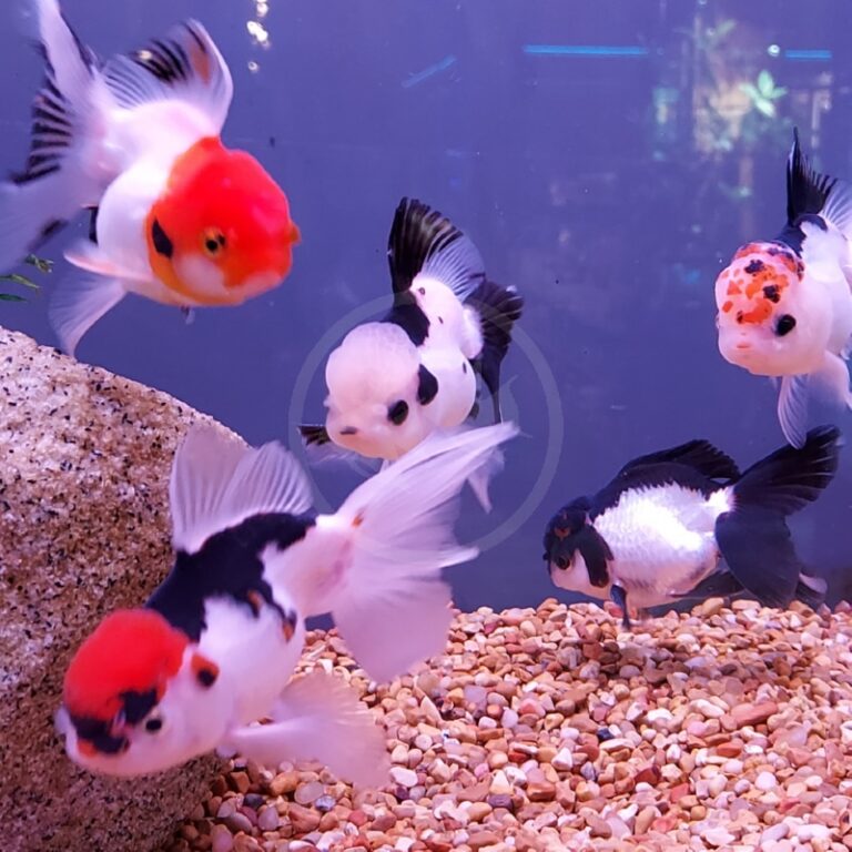 GOLDFISH - ORANDA TRICOLOR Carassius auratus - Aquatics Unlimited