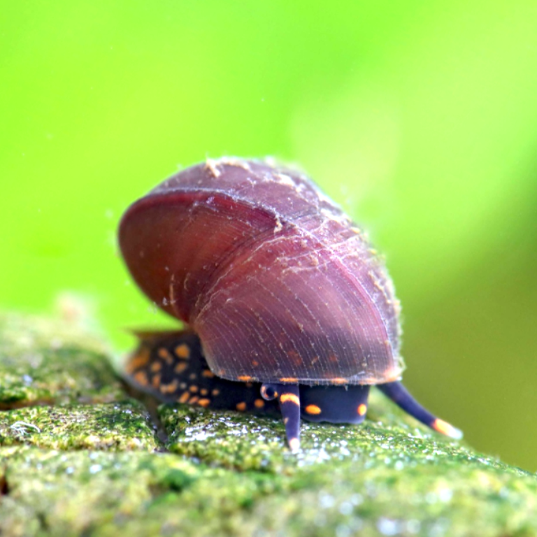 SNAIL - FW BLUEBERRY SNAIL Vivaparus sp. - Aquatics Unlimited