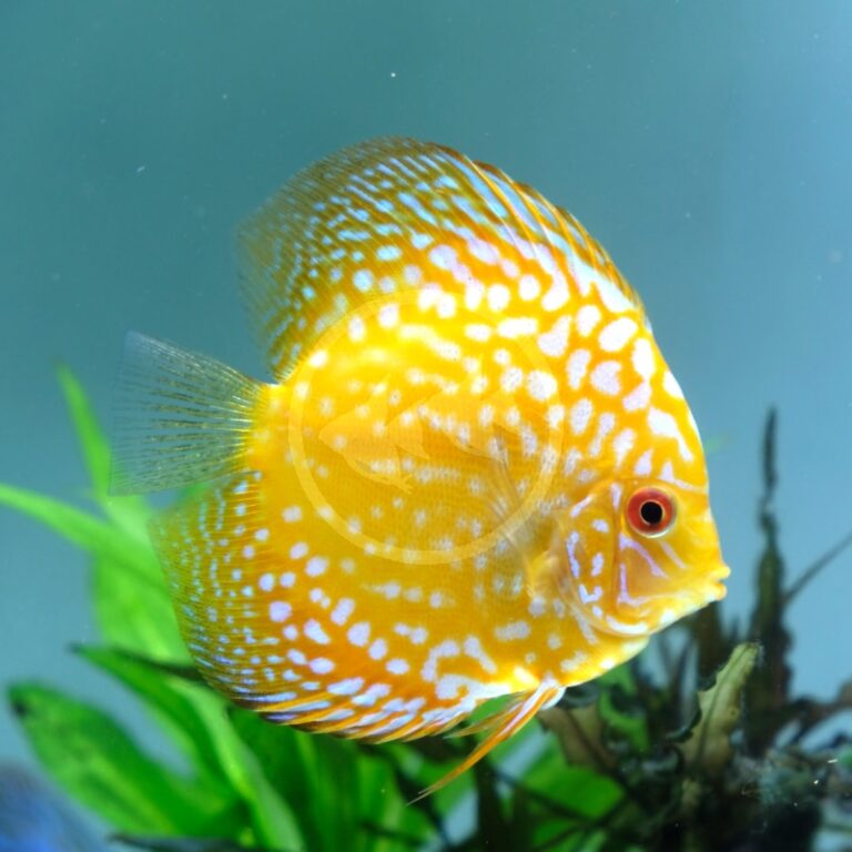 DISCUS - YELLOW CHECKERBOARD Symphysodon sp. - Aquatics Unlimited