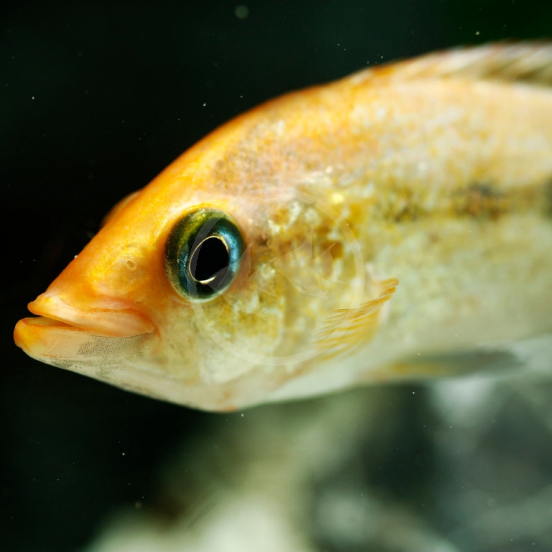 CICHLID - BAY SNOOK RED Petenia splendida - Aquatics Unlimited