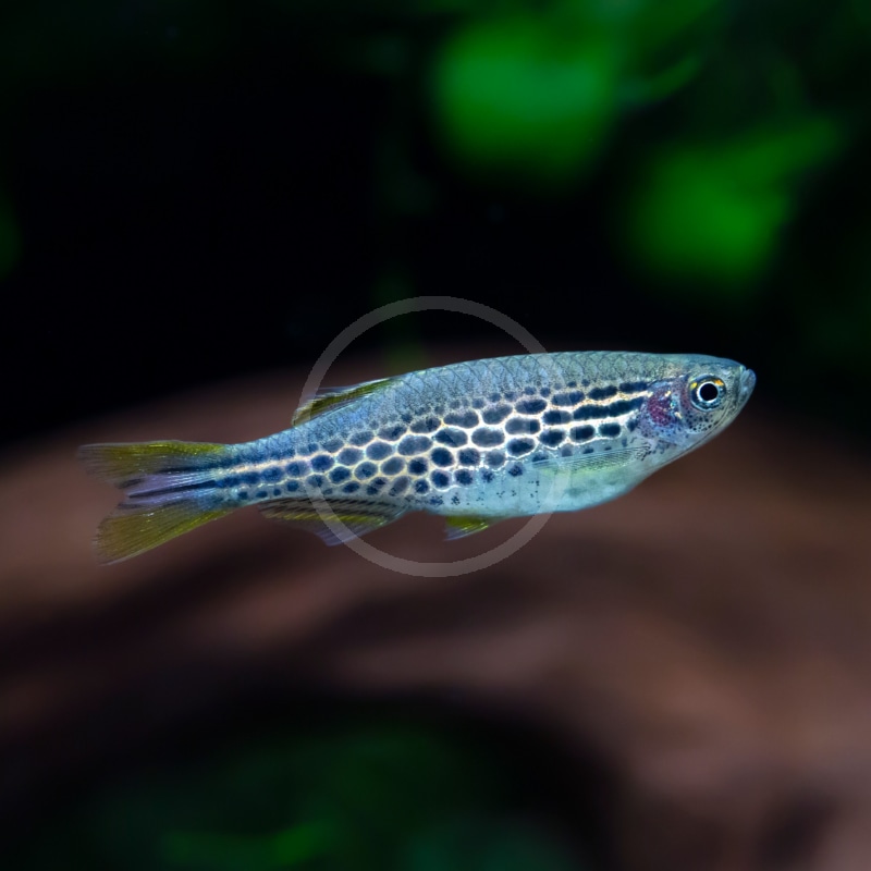DANIO - ORANGE-FINNED Danio kyathit - Aquatics Unlimited