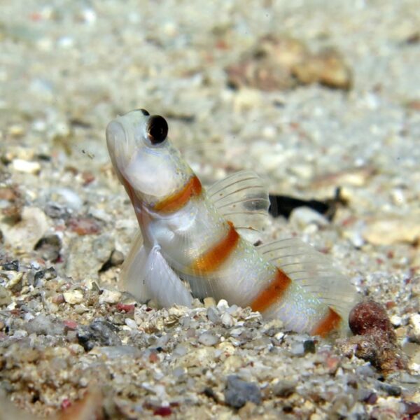 GOBY - STEINITZ PRAWN Amblyeleotris steinitzi - Aquatics Unlimited