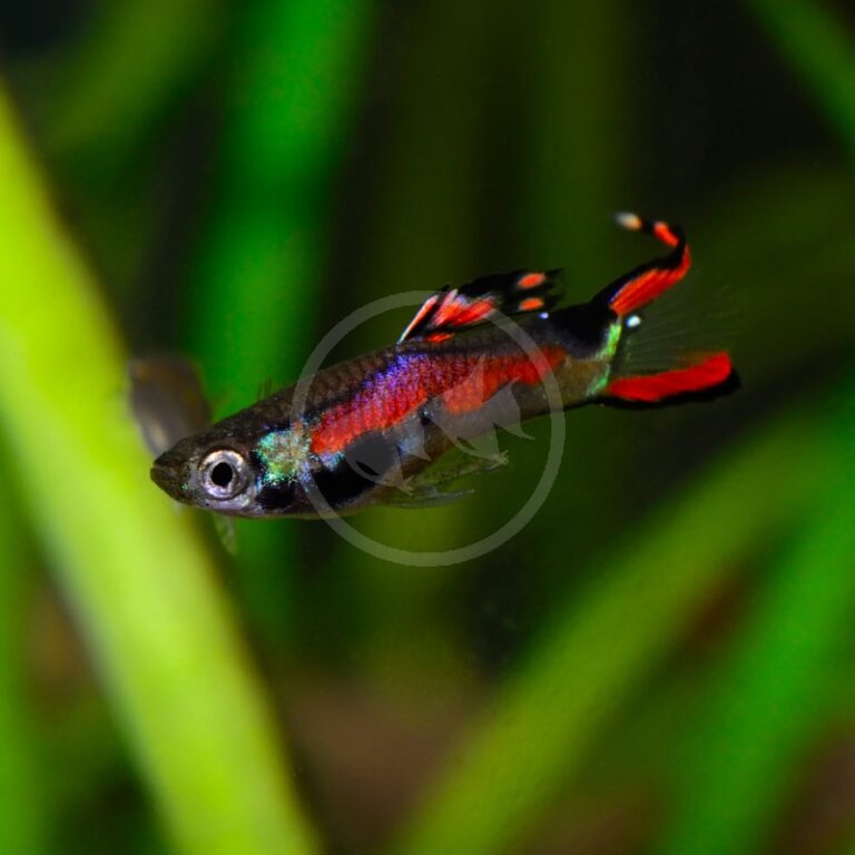 LIVEBEARER - ENDLER'S ASSORTED Poecilia wingei - Aquatics Unlimited