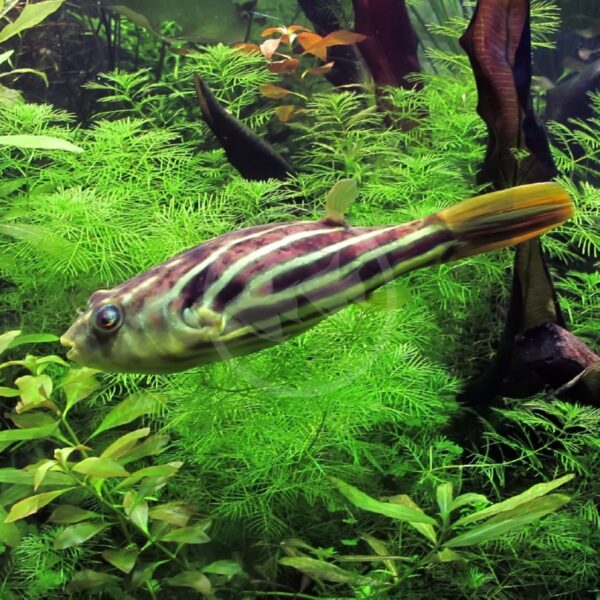 MISC - PUFFER FW FAHAKA Tetraodon lineatus - Aquatics Unlimited
