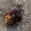 SNAIL - FIGHTING CONCH Strombus sp. - Aquatics Unlimited