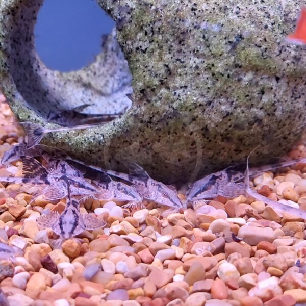 CATFISH - REDTAIL AMAZON Phractocephalus hemioliopterus - Aquatics ...